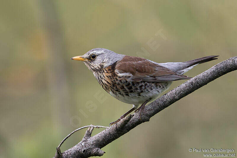 Grive litorne adulte - pava287867