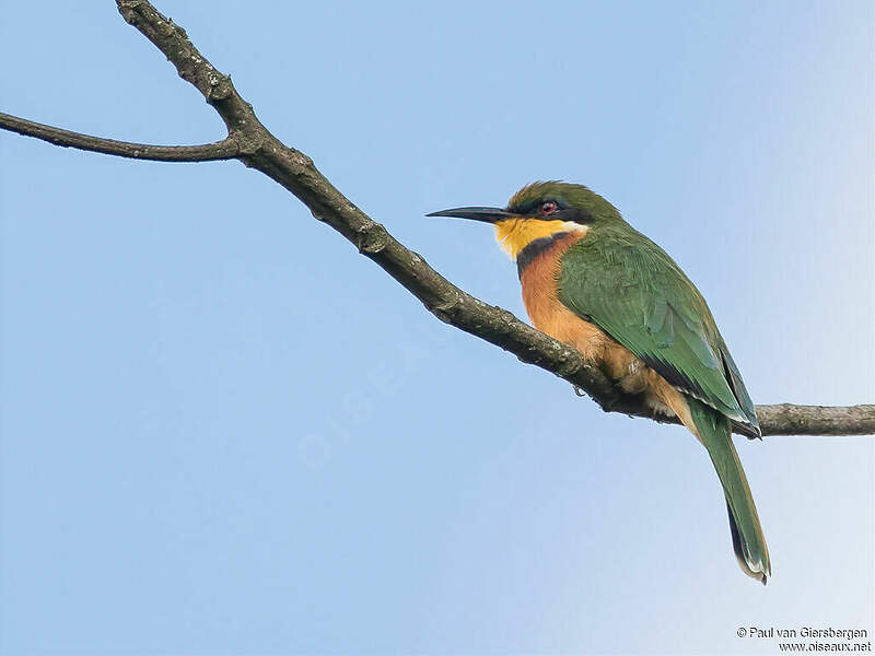 Cinnamon-chested Bee-eater - Merops oreobates adult - pava310268