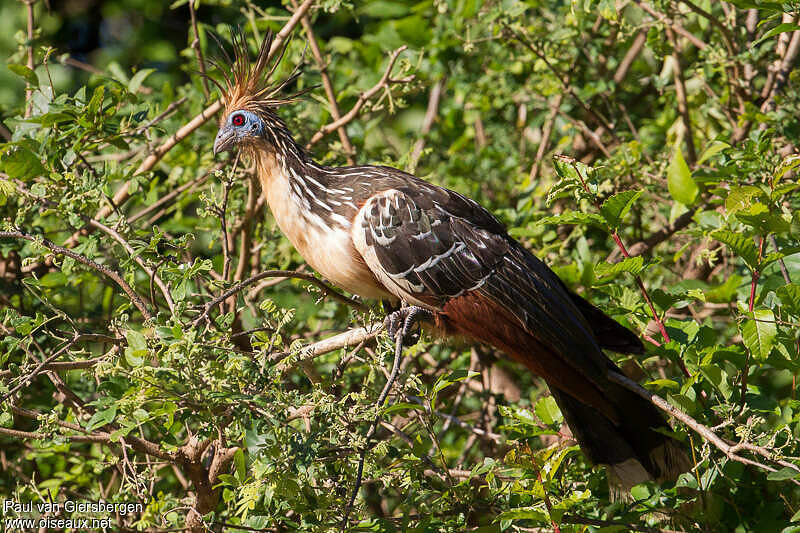 Hoazin huppé adulte - pava281548
