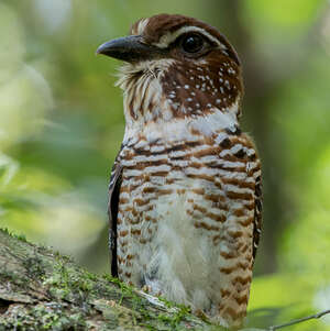 Brachyptérolle leptosome - Brachypteracias leptosomus