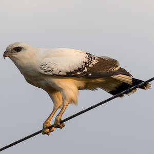 Buse blanche - Pseudastur albicollis