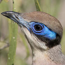 Coua à tête rousse - Coua ruficeps