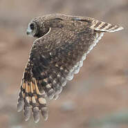 Marsh Owl - Asio capensis