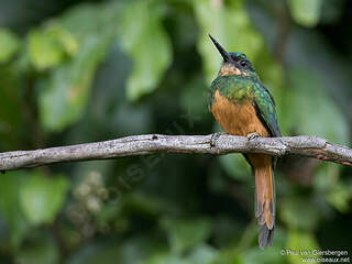 Jacamar à queue rousse - pava284564