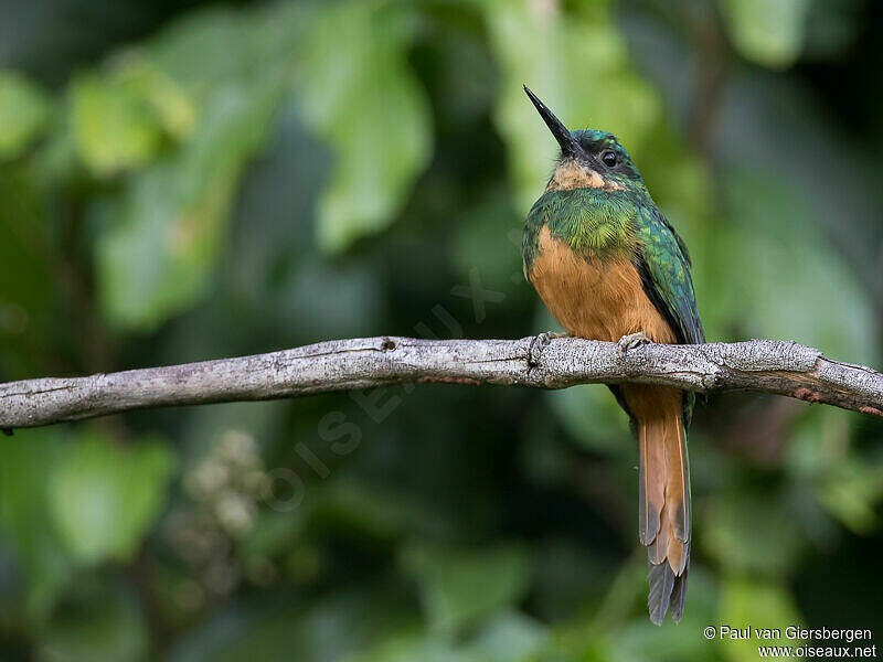Jacamar à queue rousse - pava284564