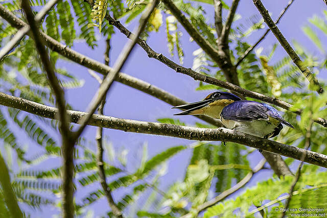 Martin-chasseur de Winchell adulte - pava339392