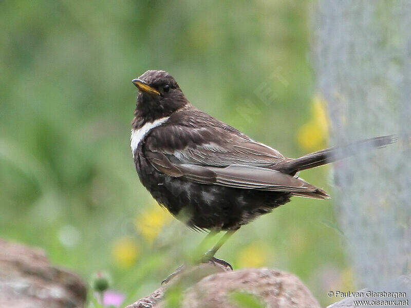 Merle à plastron adulte - pava283163