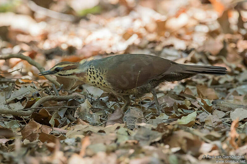 Mésite variée adulte - pava292154