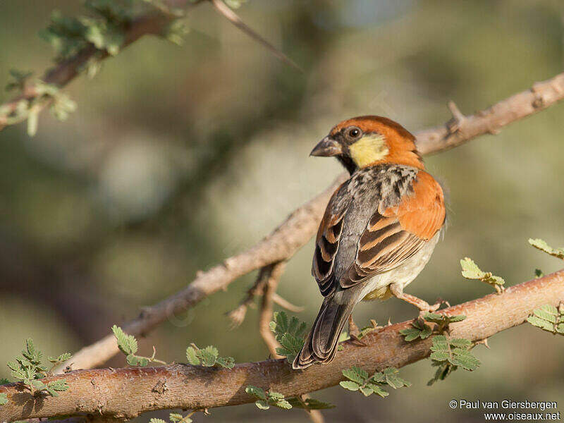 Somali Sparrow - Passer castanopterus - pava273912