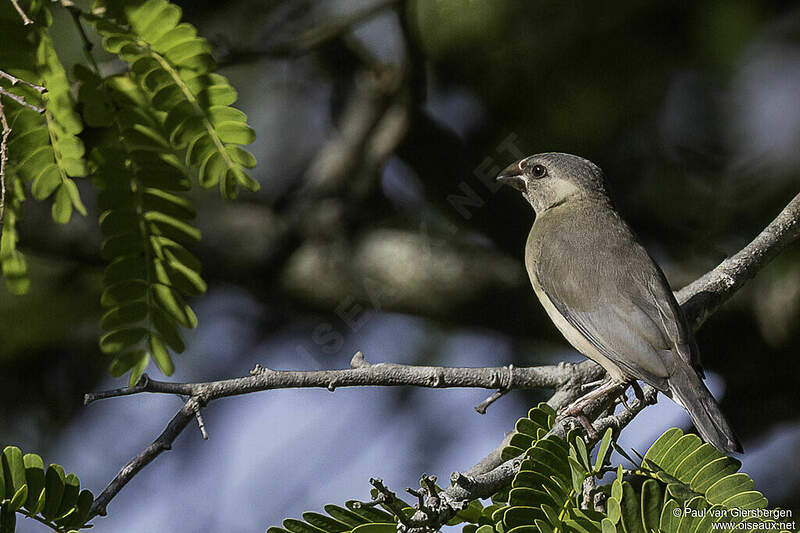 Padda de Java immature - pava358587