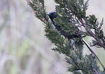 Splendid Astrapia - Astrapia splendidissima