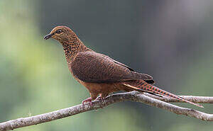 Bar-tailed Cuckoo-Dove - Macropygia nigrirostris