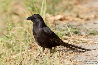 Piapiac africain - pava282686