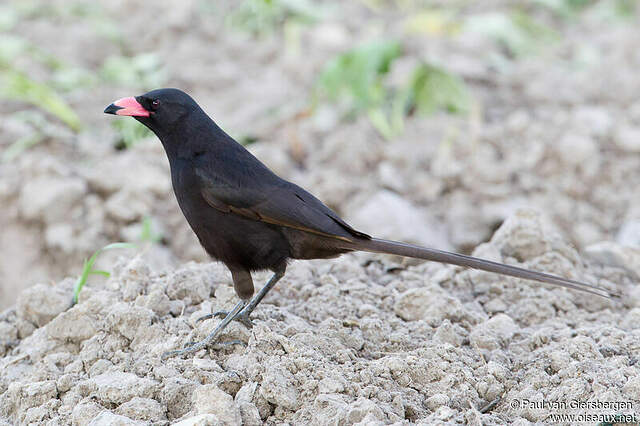 Piapiac africain - pava282765