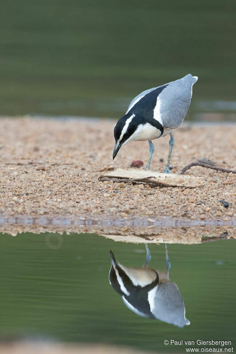 Pluvian fluviatile adulte - pava288741