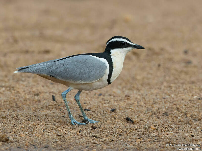 Pluvian fluviatile adulte - pava288742