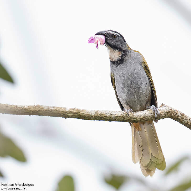 Saltator à tête noire adulte - pava301656