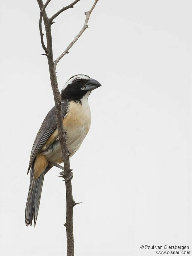 Saltator de l'Orénoque - pava327686