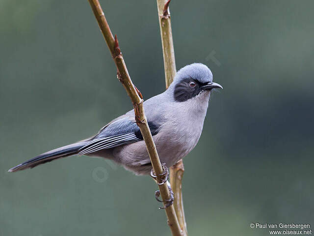 Sibia superbe - pava278131