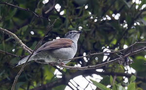 Brown-backed Solitaire - Myadestes occidentalis