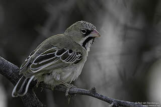 Sporopipe squameux adulte - pava330970