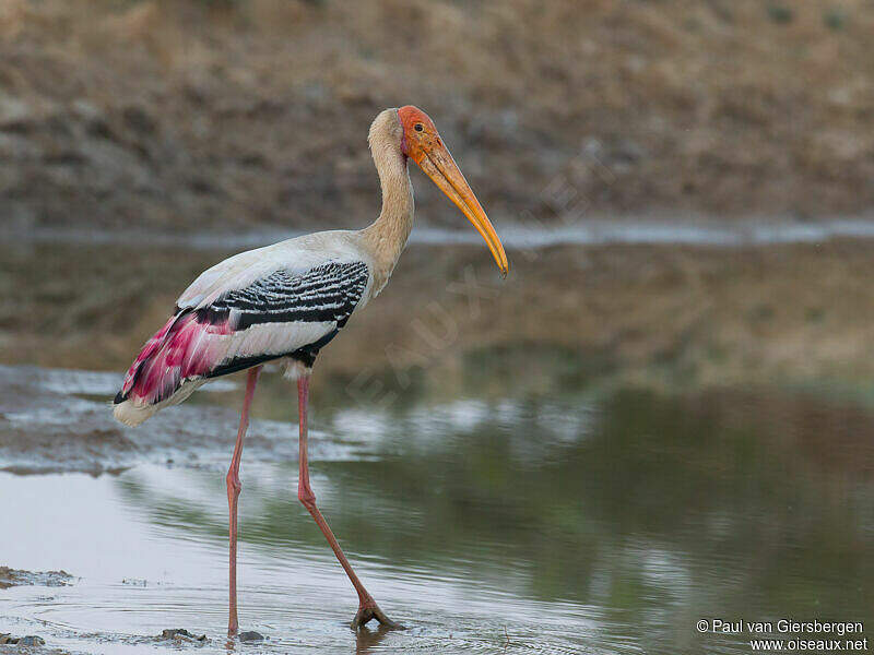 Tantale indien - pava281629