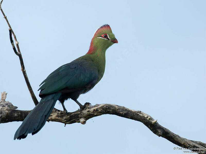 Touraco de Fischer adulte - pava309473