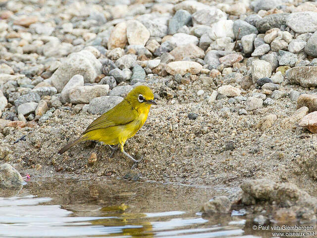 Zostérops à ventre citron - pava276935
