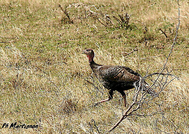 Dindon sauvage - phma75536