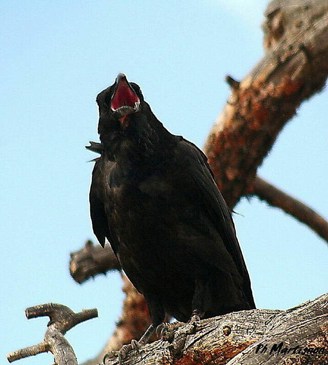 Grand Corbeau - Corvus corax - phma87733