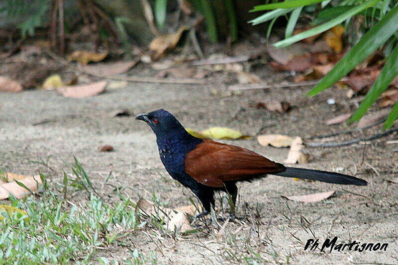 Greater Coucal - Centropus sinensis - phma136787