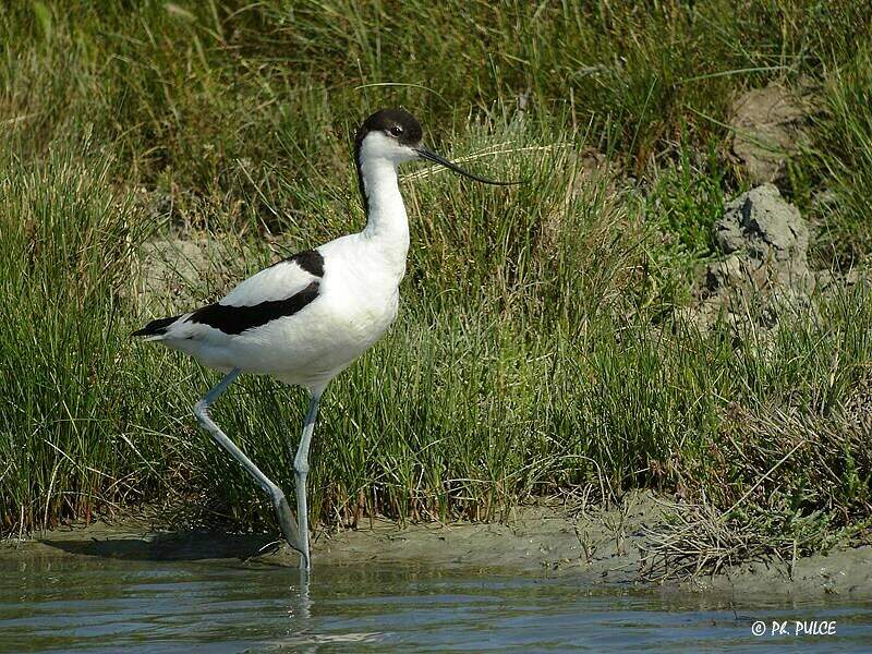 Avocette élégante - phpu8257