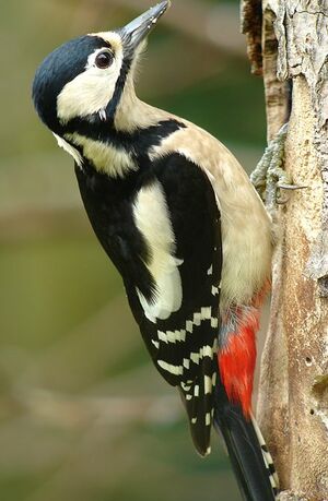 Piciformes - Classement systématique - Oiseaux.net