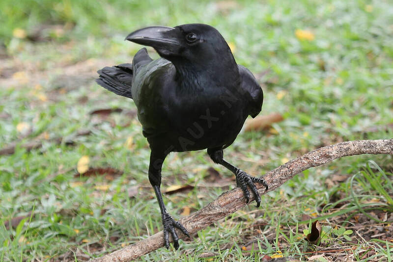 Corbeau à gros bec - phst237941