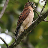 Seychelles Kestrel - Falco araeus