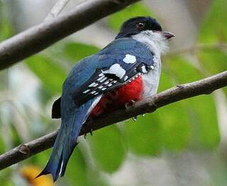Cuban Trogon - Priotelus temnurus - phst133246