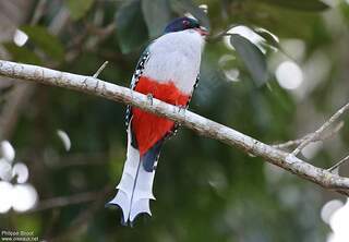 Cuban Trogon - Priotelus temnurus adult - phst155100