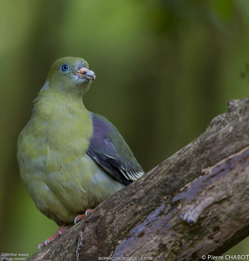 Colombar waalia - pich160277