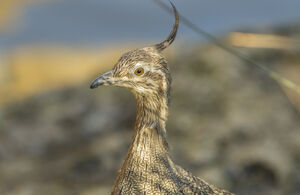 Tinamiformes - Oiseaux.net