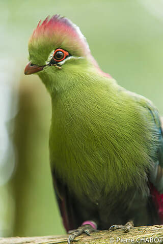 Fischer's Turaco - Tauraco fischeri - pich139171