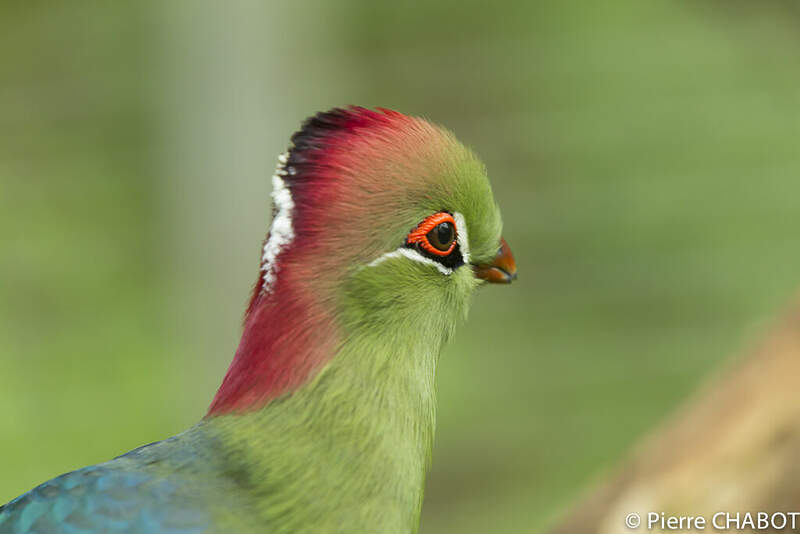 Fischer's Turaco - Tauraco fischeri - pich139160