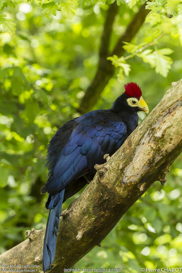 Ross's Turaco - Tauraco rossae - pich160274