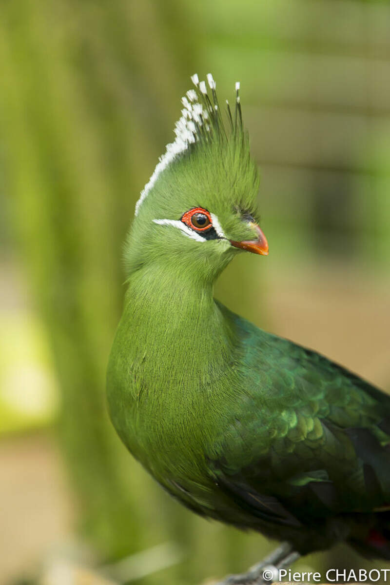 Livingstone's Turaco - Tauraco livingstonii - pich139195