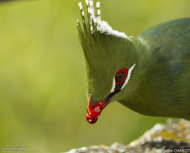 Livingstone's Turaco - Tauraco livingstonii - pich160273