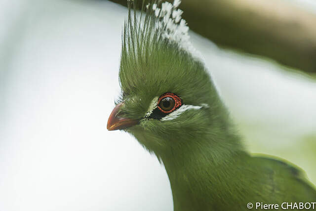 Livingstone's Turaco - Tauraco livingstonii - pich139188