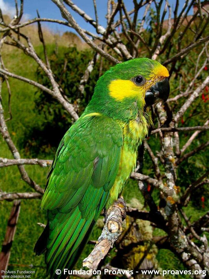 Yellow-eared Parrot - Ognorhynchus icterotis adult - prfu33969