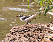 Bergeronnette à longue queue - Motacilla clara