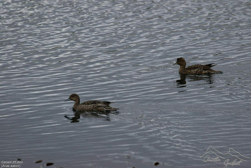 Canard d'Eaton - qugu297095