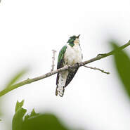 Klaas's Cuckoo - Chrysococcyx klaas
