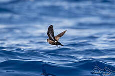 Océanite tempête - Hydrobates pelagicus